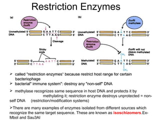 recombinant DNA technology enzymes | PPT