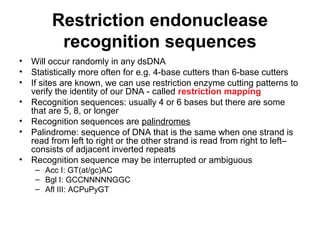 recombinant DNA technology enzymes | PPT