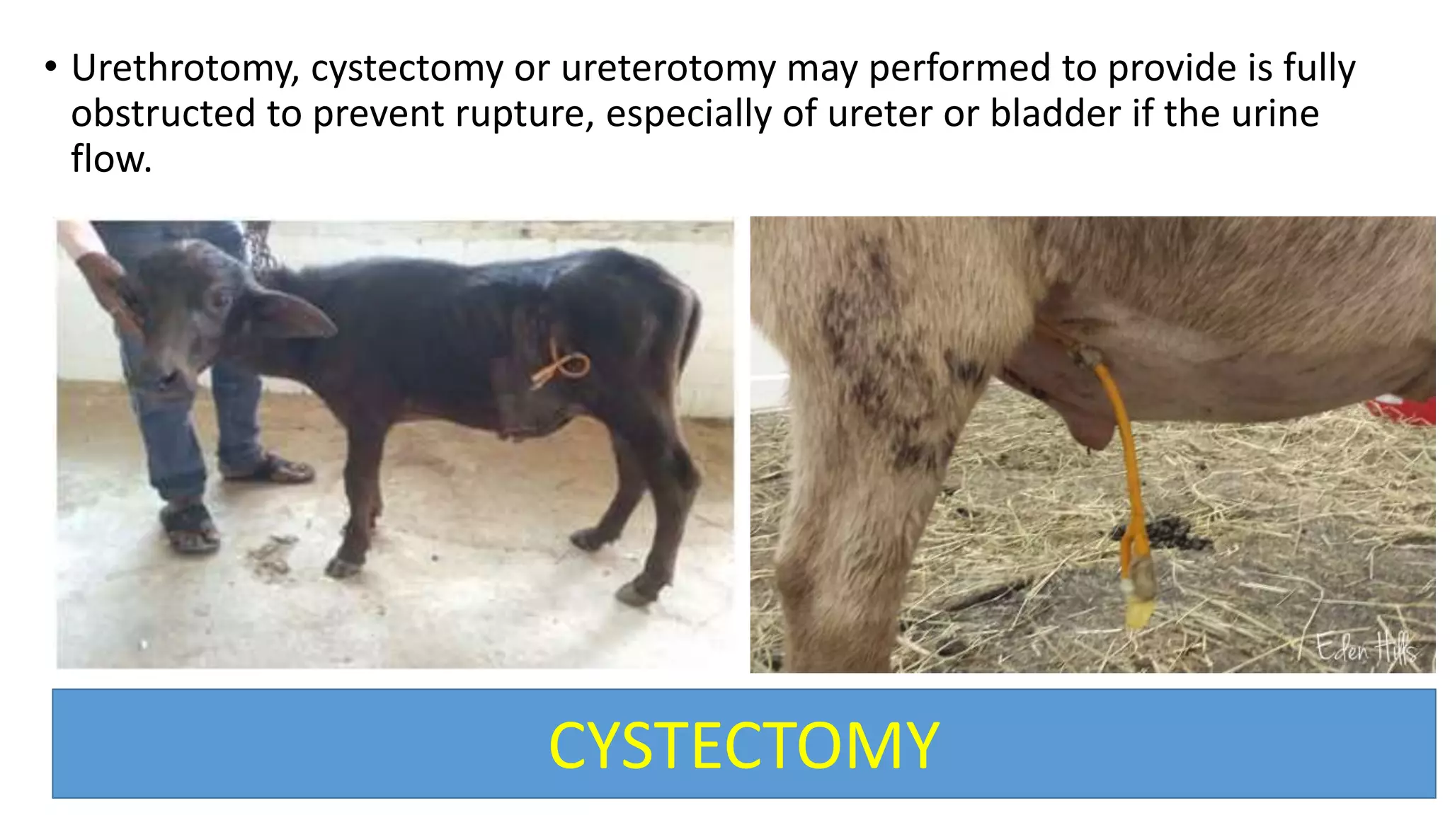 Urolithiasis in Ruminants | PPTX