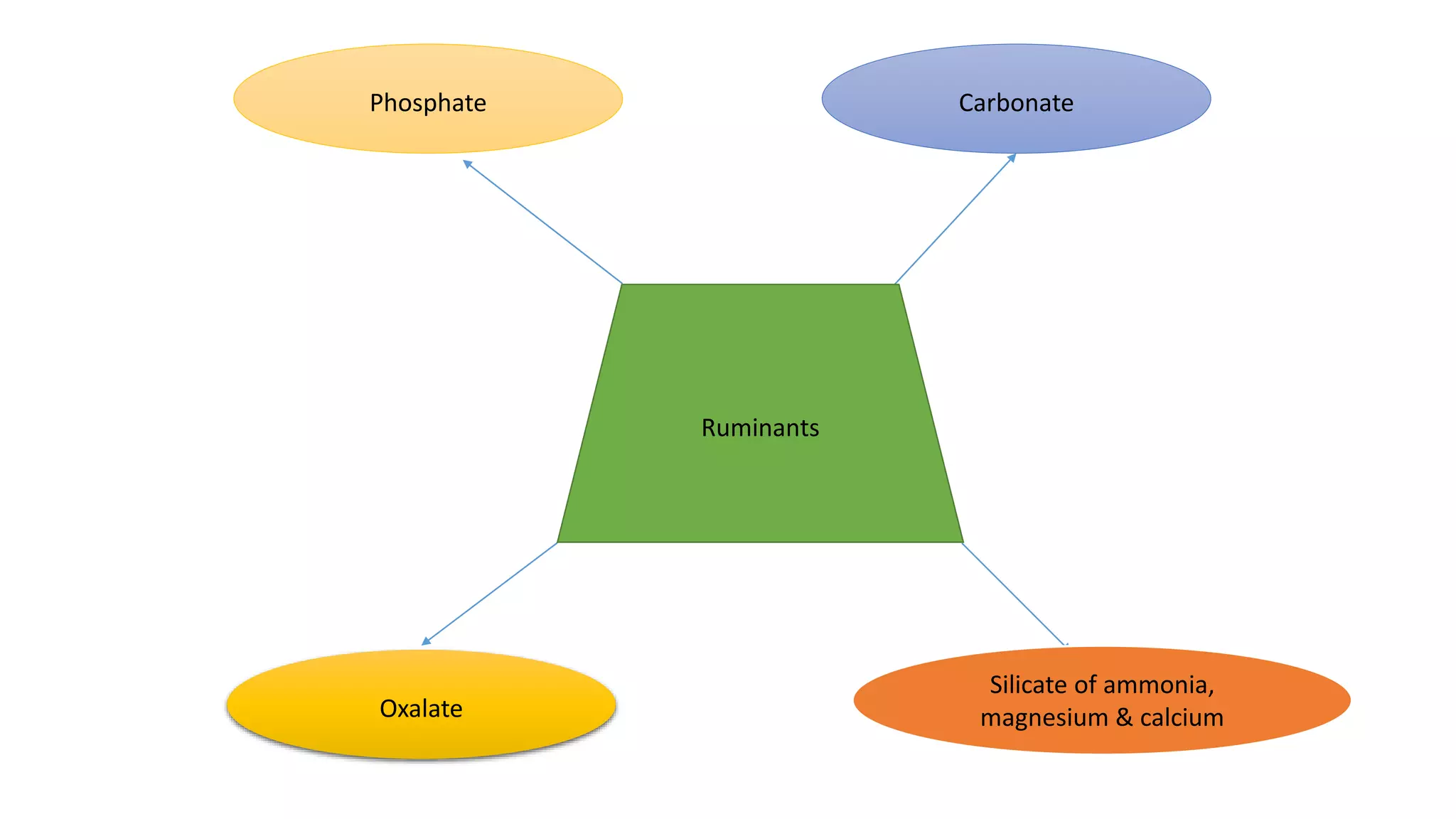 Urolithiasis in Ruminants | PPTX