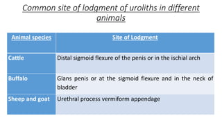 Urolithiasis in Ruminants | PPTX