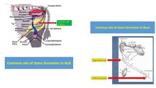 Urolithiasis in Ruminants | PPTX