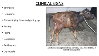 Urolithiasis in Ruminants | PPTX