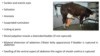 Urolithiasis in Ruminants | PPTX