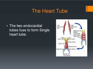 ASD by Dr Kuntal Surana | PPT