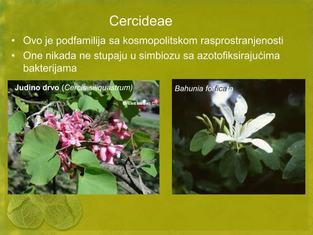 Kupusi i mahunarke | PPT