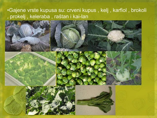 Kupusi i mahunarke | PPT