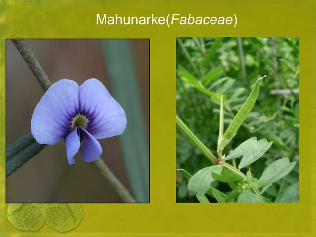 Kupusi i mahunarke | PPT