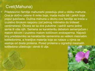 Kupusi i mahunarke | PPTX