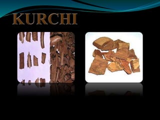 Kurchi | PPTX