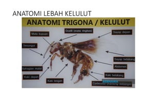KURSUS ASAS KELULUT | PPTX