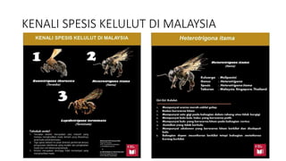KURSUS ASAS KELULUT | PPTX