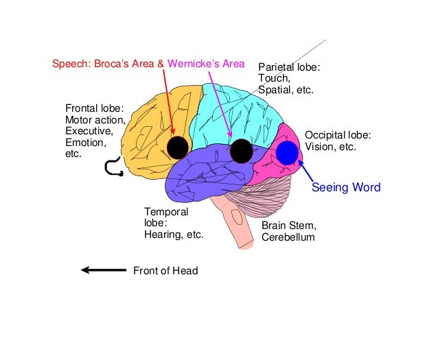 Mind, Brain, and Education: How Cognitive & Neuro Science Inform Educ…