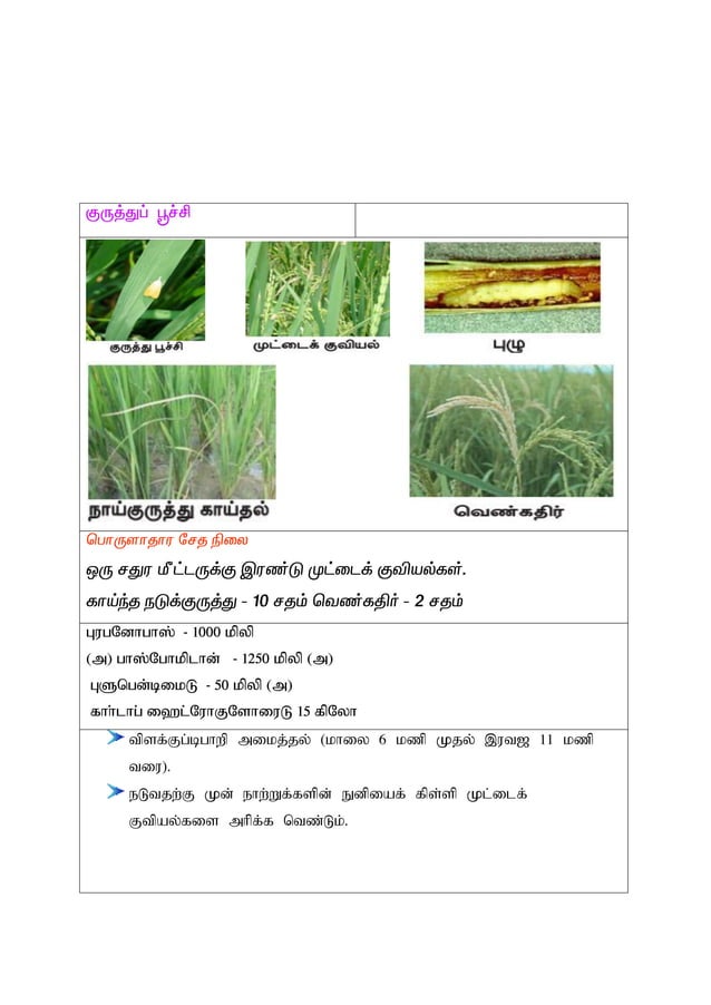 Kuruvai paddy technology | PDF