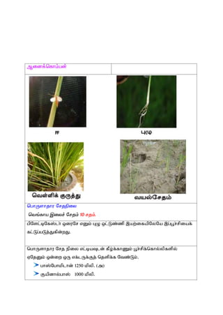Kuruvai paddy technology | PDF