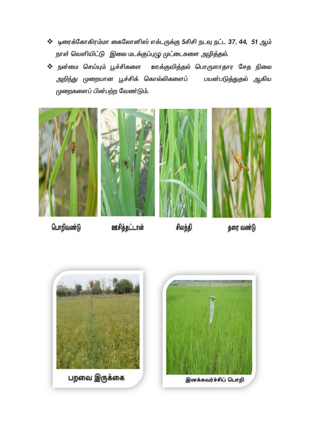 Kuruvai paddy technology | PDF