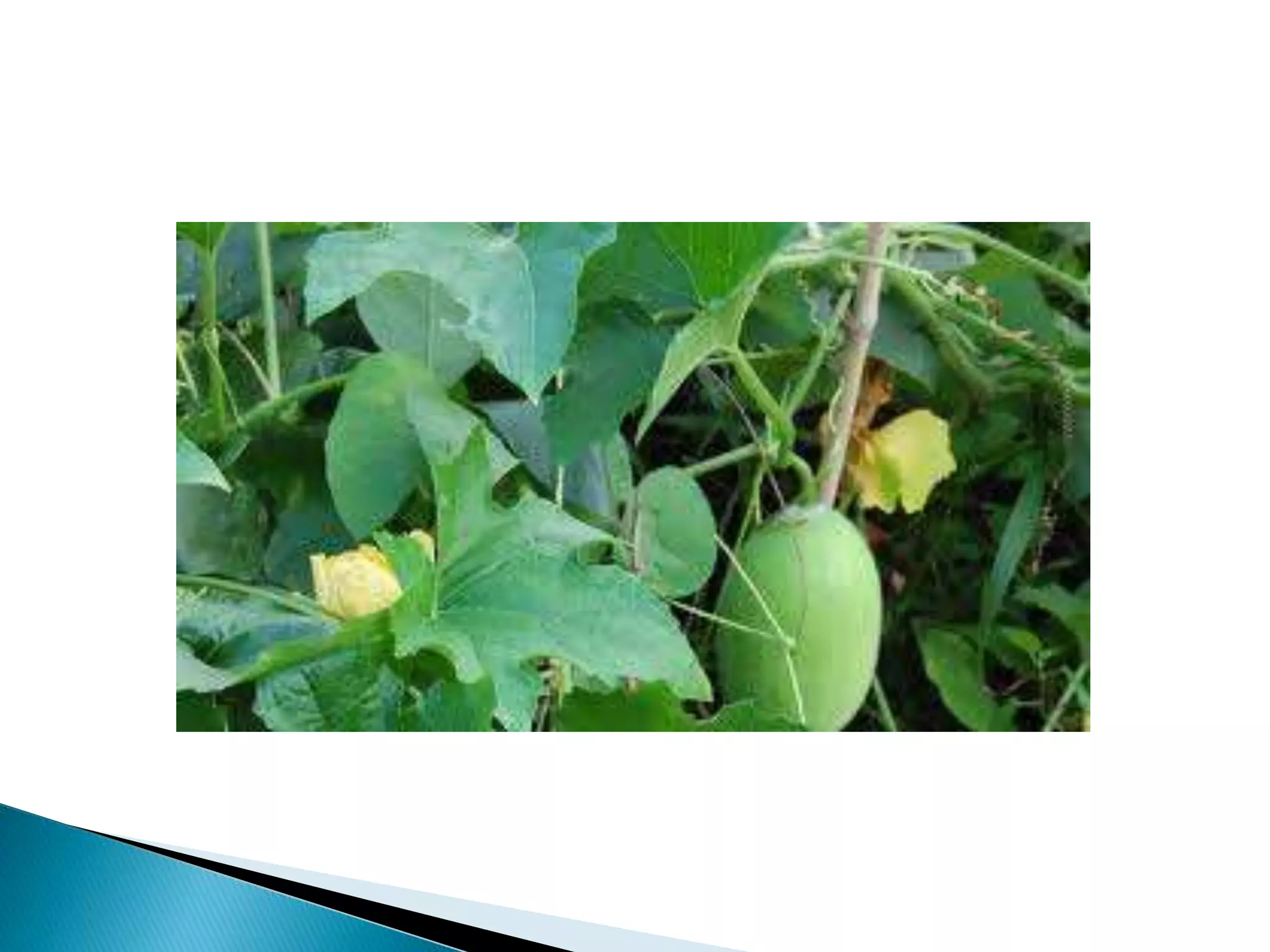 Ayurvedic Pharmacology of Benincasa hispida & its Pharmacognocy | PPTX