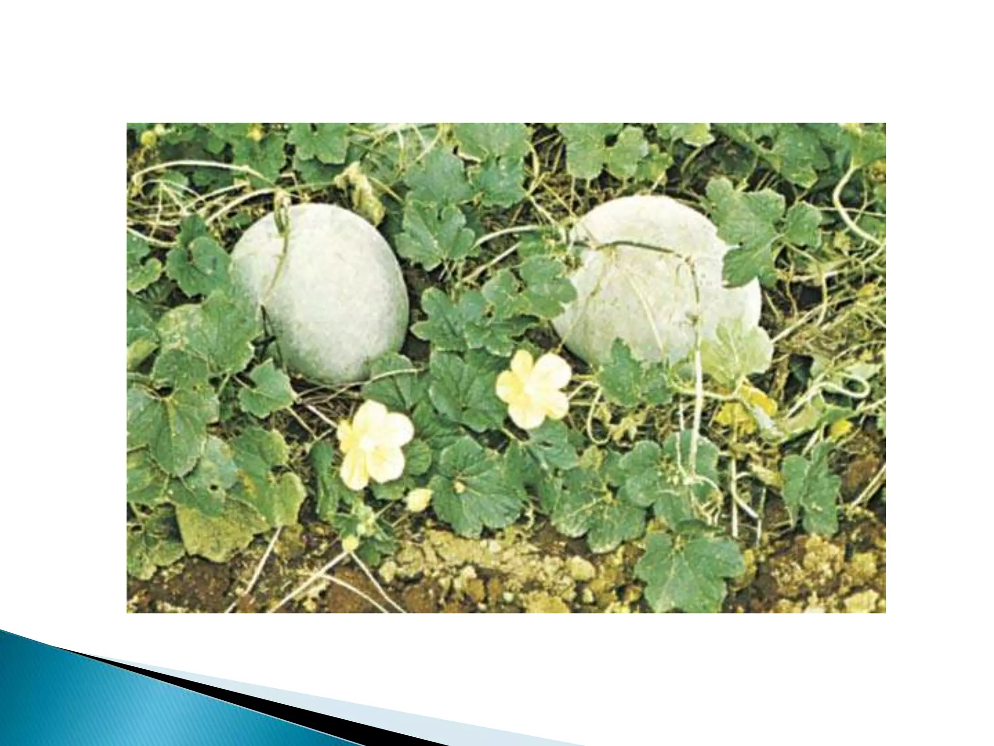 Ayurvedic Pharmacology of Benincasa hispida & its Pharmacognocy | PPTX