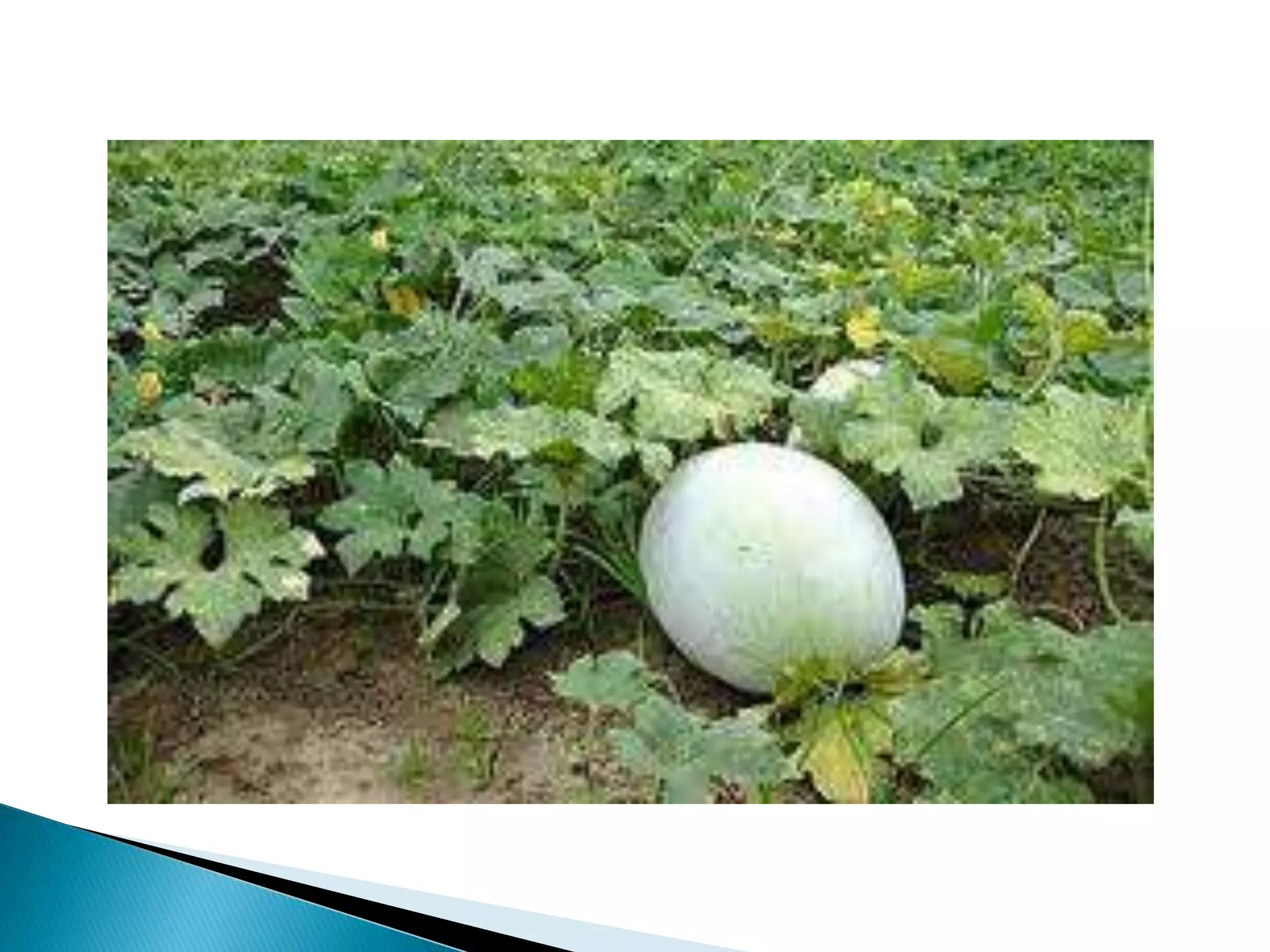 Ayurvedic Pharmacology of Benincasa hispida & its Pharmacognocy | PPTX