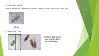 Kutu busuk, kutu kepala, kutu kelamin dan Pengendaliannya | PPT