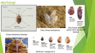 Kutu busuk, kutu kepala, kutu kelamin dan Pengendaliannya | PPT