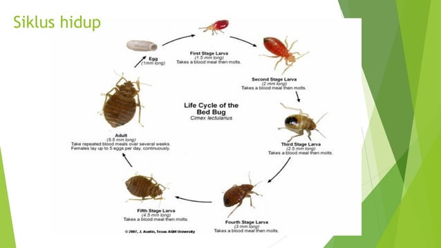 Kutu busuk, kutu kepala, kutu kelamin dan Pengendaliannya | PPT