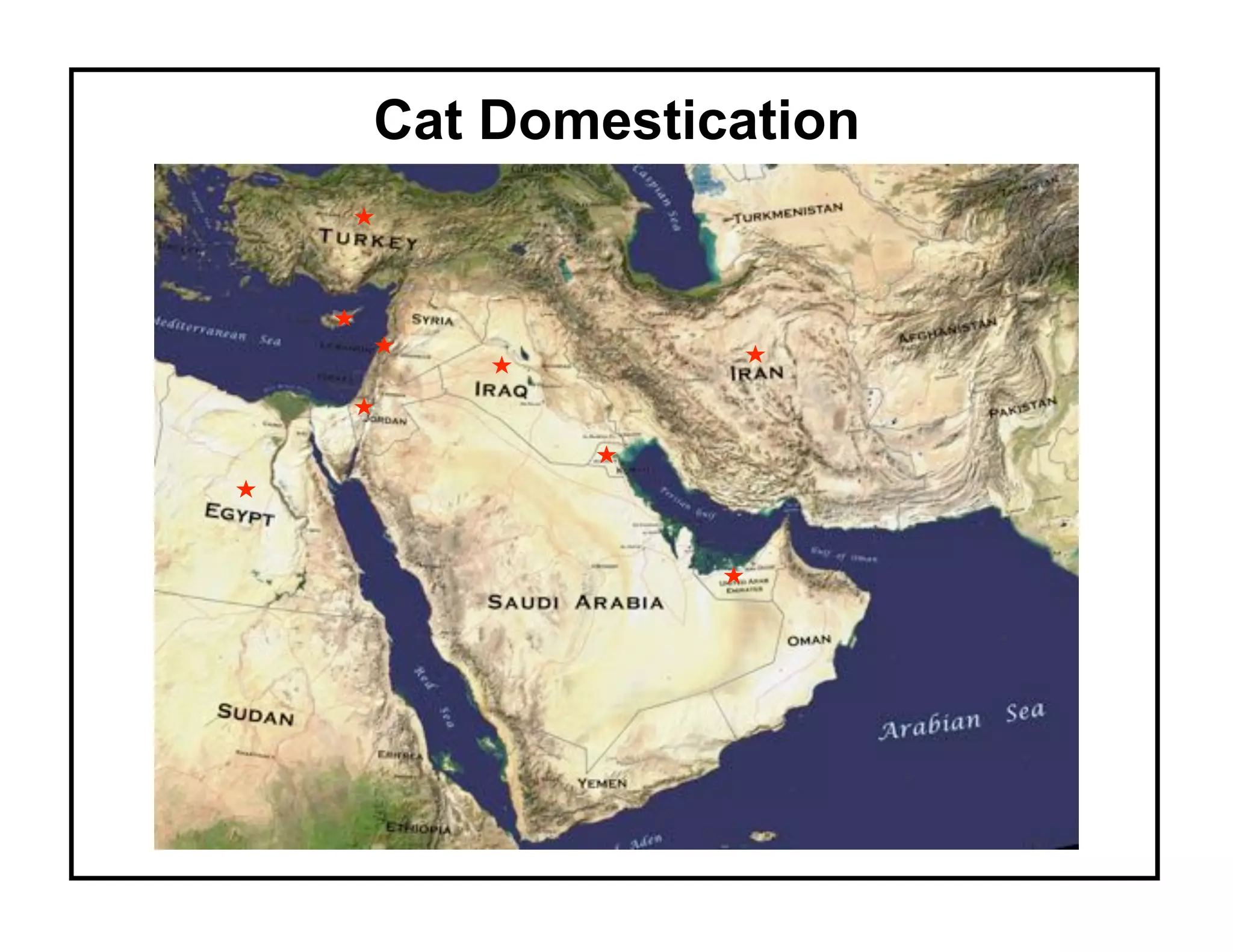 Analysis of Kuwait feral cat population structure | PDF