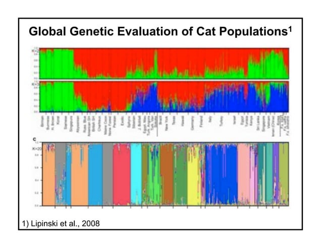 Analysis of Kuwait feral cat population structure | PDF
