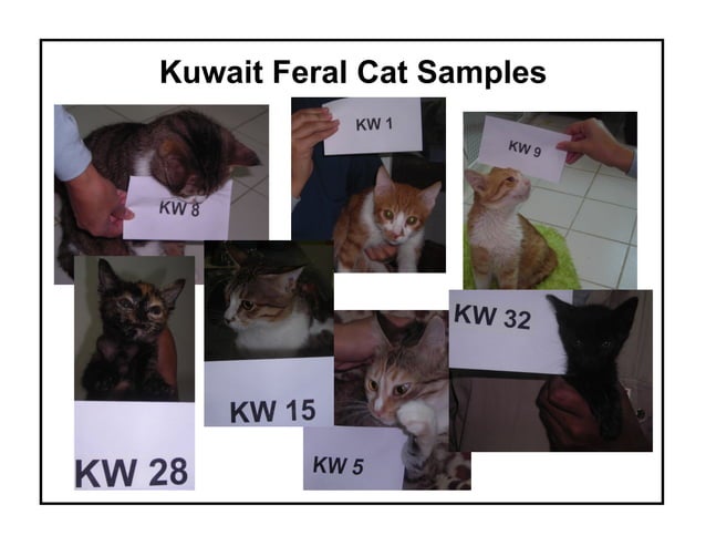 Analysis of Kuwait feral cat population structure | PDF