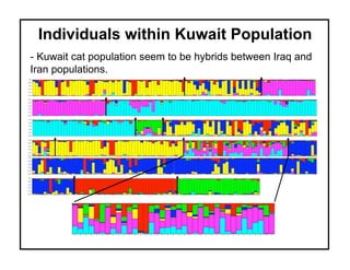 Analysis of Kuwait feral cat population structure | PDF
