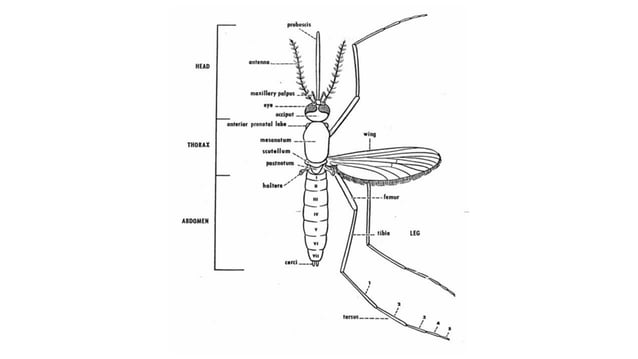 Identification of Medically Important Mosquito Genera Malaysia | PDF