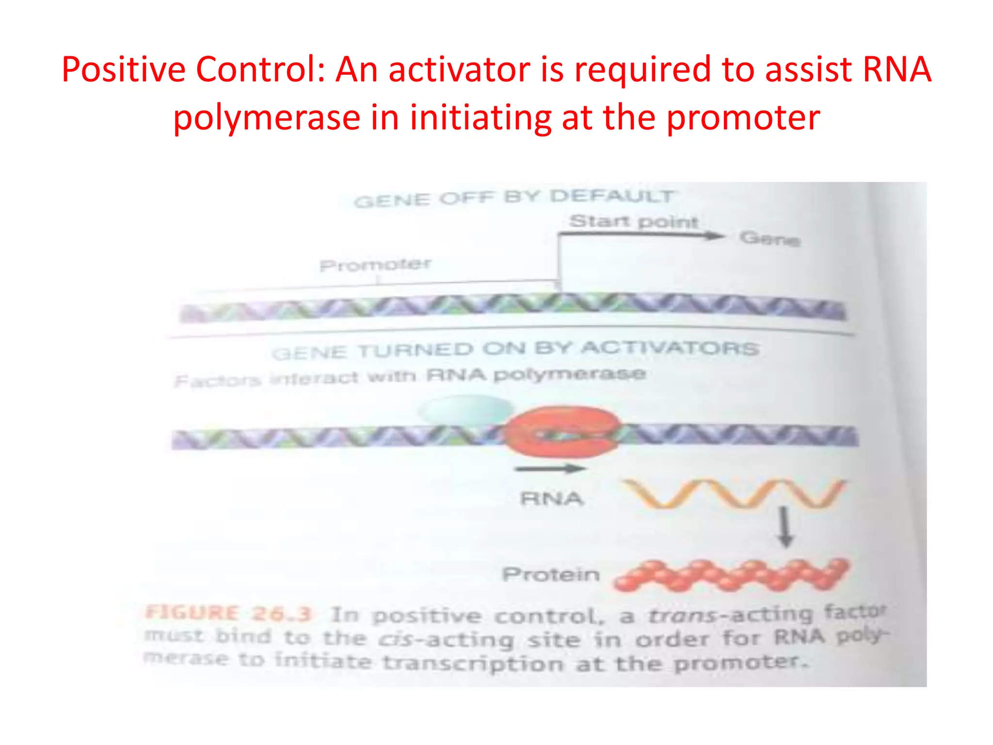 Lac Operon for class 12th | PPTX
