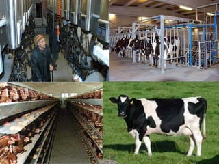 KVM ÖDEVİ.pptxçlj nbjn mö cxnvoısyjkxnxkmh | PPT