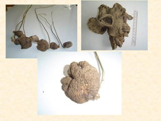 tree_kawira | PPT