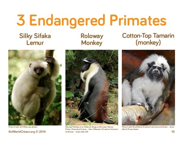 Endangered Species Unit: Introduction to Three Endangered Primates