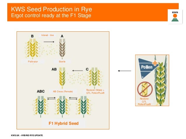 KWS UK - Hybrid Rye Development 2017-18