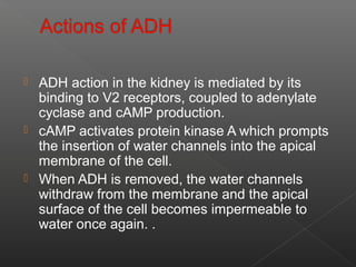Endocrine function of hypothalamus and posterior pituitary | PPT