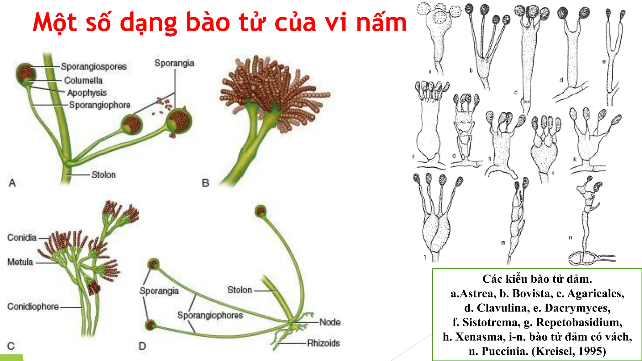 ky-thuat-vi-sinh__ky-thuat-vi-sinh-3-eukaryote - [cuuduongthancong.com].pdf