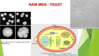 ky-thuat-vi-sinh__ky-thuat-vi-sinh-3-eukaryote - [cuuduongthancong.com].pdf