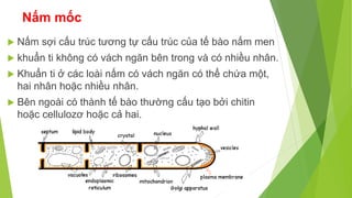 ky-thuat-vi-sinh__ky-thuat-vi-sinh-3-eukaryote - [cuuduongthancong.com].pdf