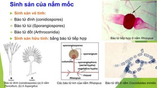 ky-thuat-vi-sinh__ky-thuat-vi-sinh-3-eukaryote - [cuuduongthancong.com].pdf