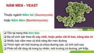 ky-thuat-vi-sinh__ky-thuat-vi-sinh-3-eukaryote - [cuuduongthancong.com].pdf