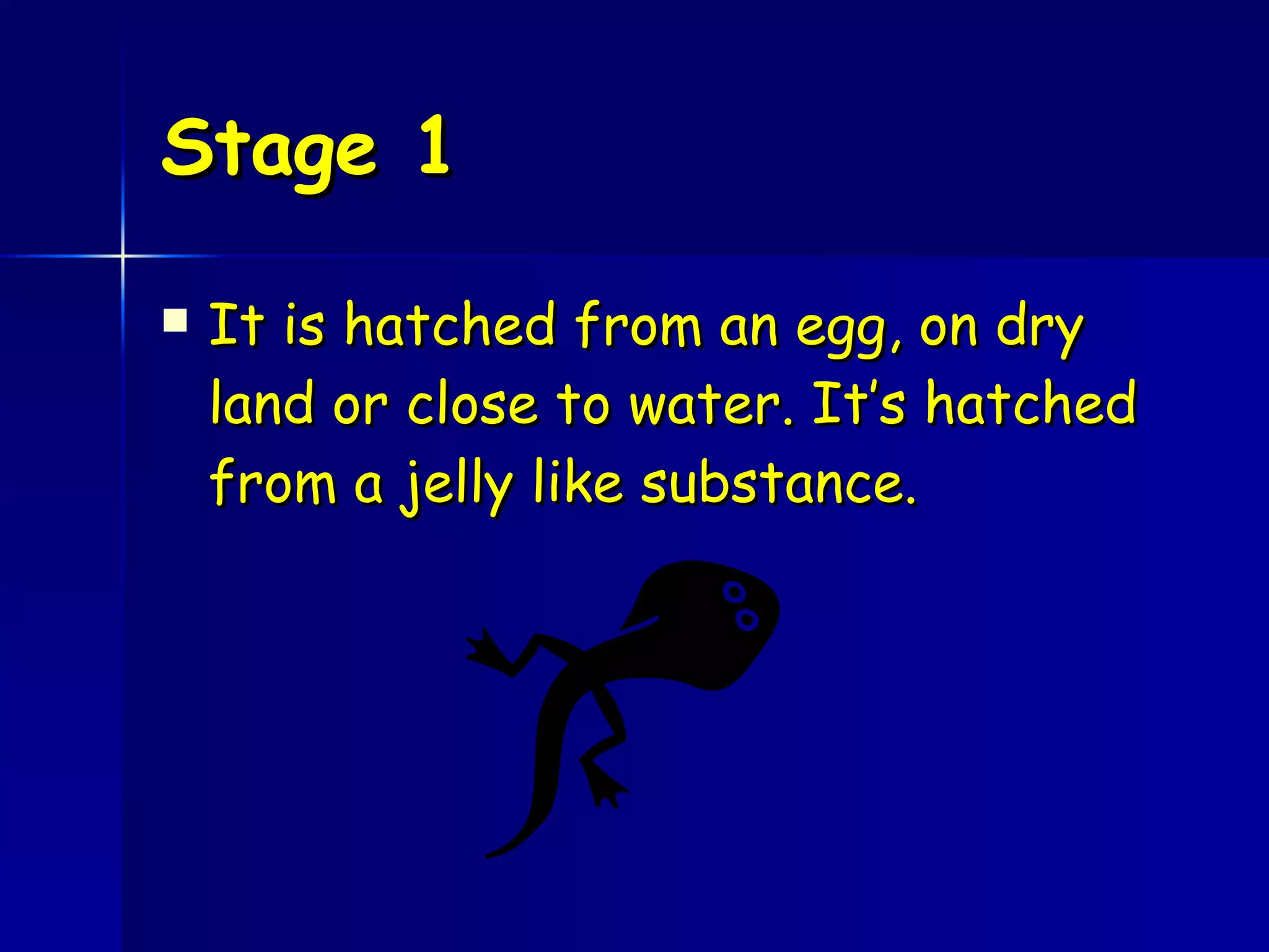 Life Cycle of a Frog | PPT