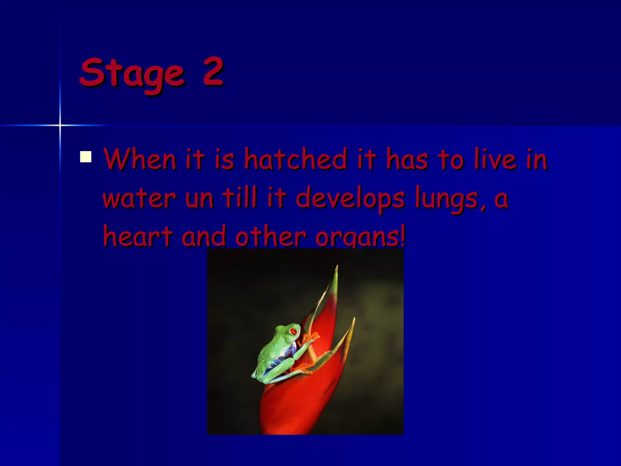 Life Cycle of a Frog | PPT