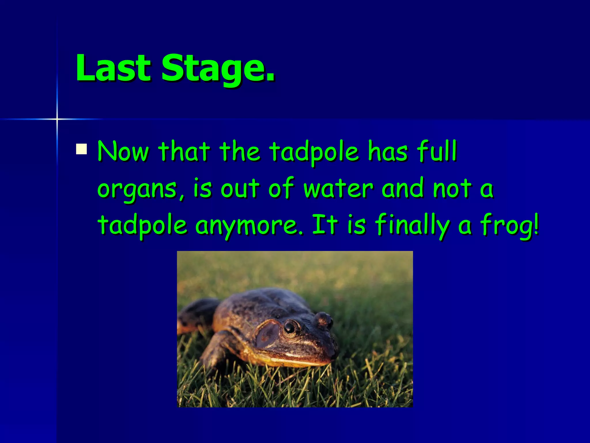 Life Cycle of a Frog | PPT
