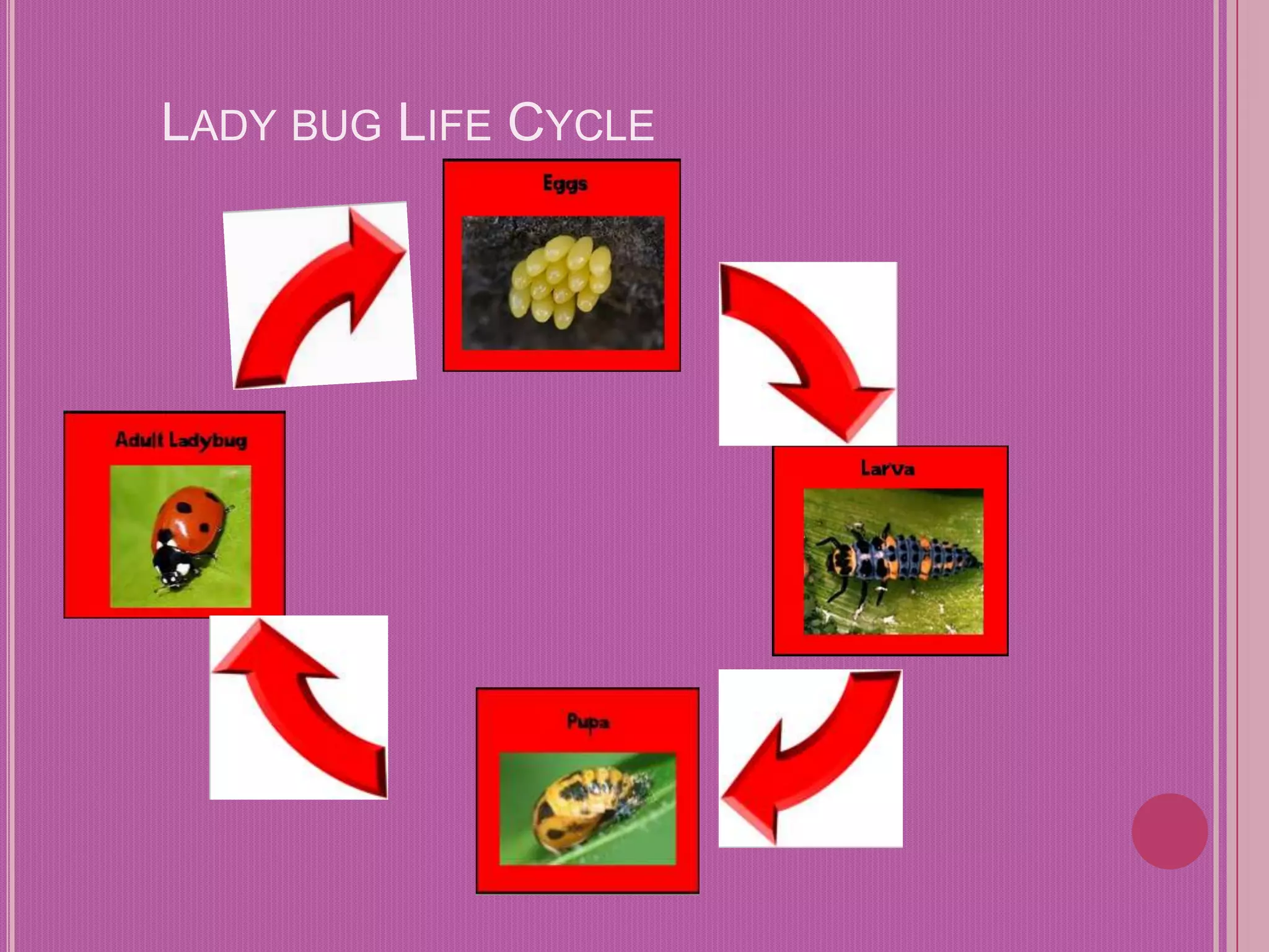 Kylie 1 g lifecycle_ladybug_student copy | PPT
