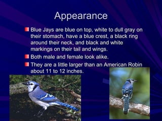 The Blue Jay by Kylie | PPT