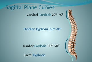 KYPHOSIS.pptx KYPHOSIS DEFORMITY OF THE SPINE | PPTX