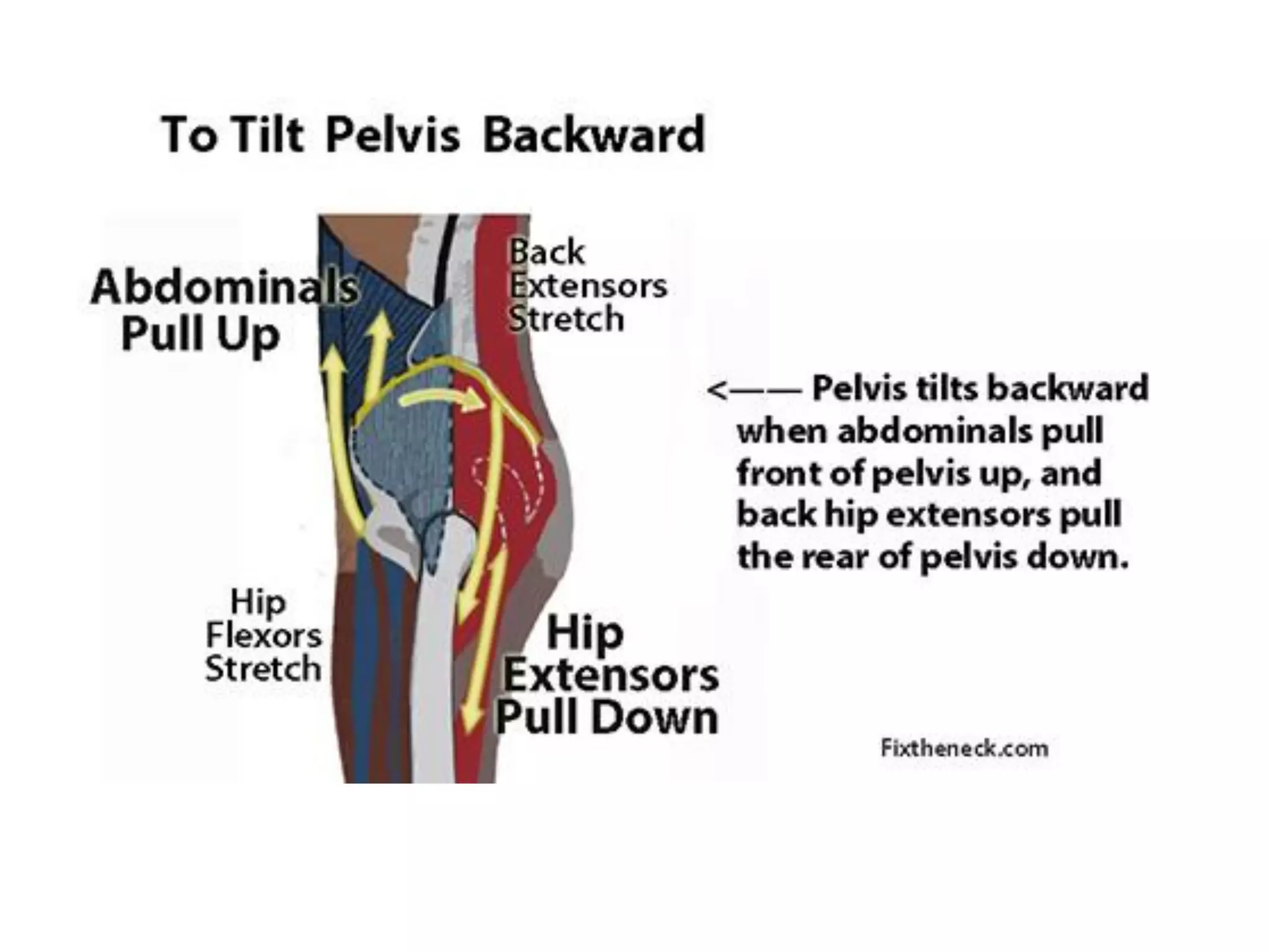 KYPHOSIS LORDOSIS.pdf