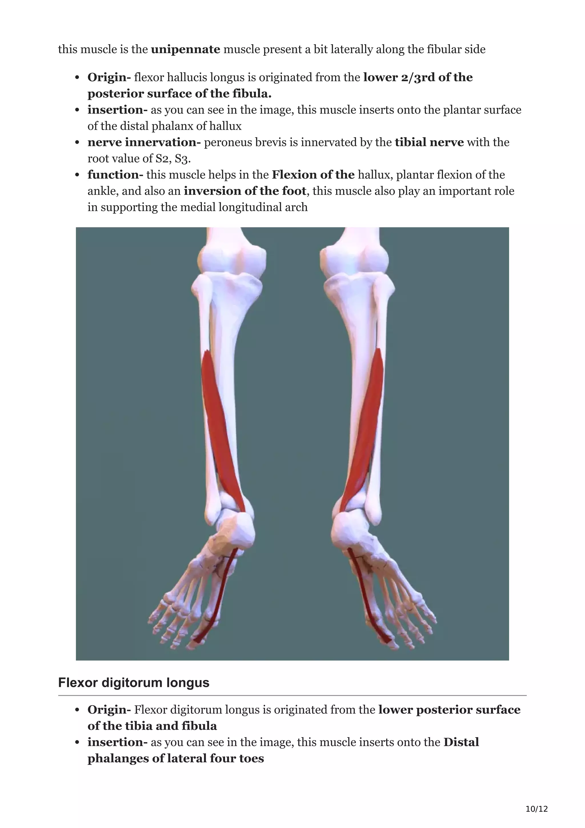muscles of leg anatomy | PDF